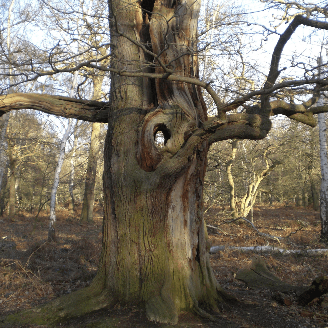 Ecology Services | Focus Environmental Consultants